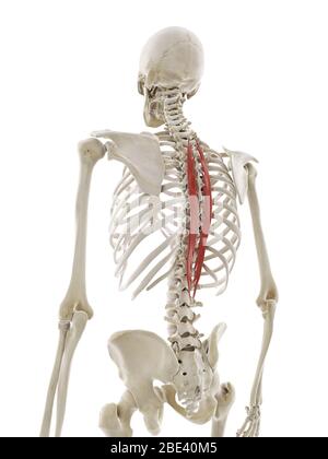 Spinalis thoracis muscle, illustration Stock Photo - Alamy