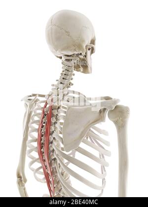 Spinalis thoracis muscle, illustration Stock Photo - Alamy