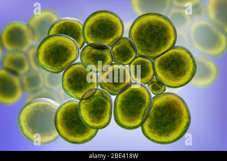 Bacterial vaginosis, illustration Stock Photo - Alamy