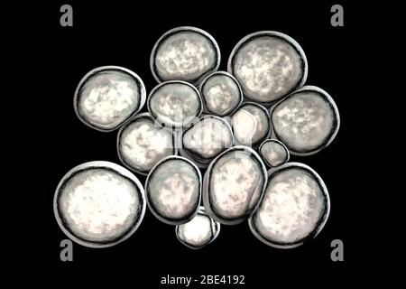 Ureaplasma urealyticum bacteria, computer illustration. U. urealyticum ...