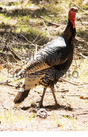 Wild Gould's turkey (Meleagris gallopavo mexicana), Southern Arizona ...