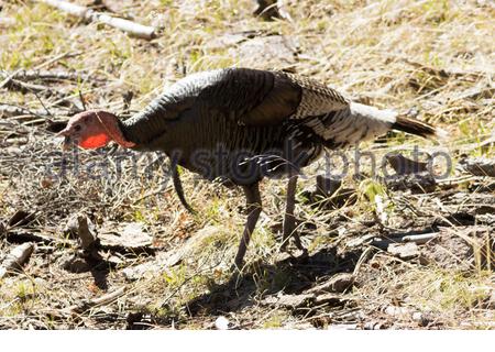 A male Gould's wild turkey, (M. g. mexican, and several females roam ...