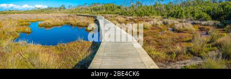 Wooden boardwalk path leading through dense autumn forest, inviting ...