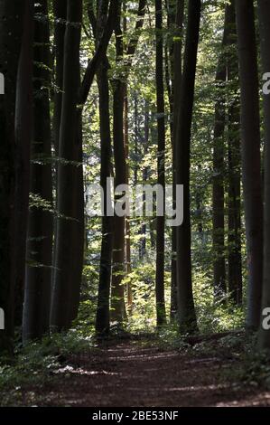 rural cart track through summer forest Stock Photo - Alamy