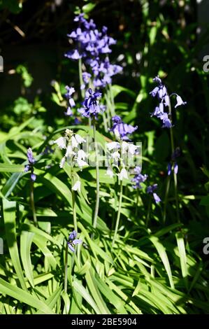 Bluebells (Endymion nonscriptus) in flower in spring Stock Photo - Alamy