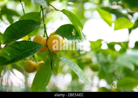 Tangerine mandarin tree with many sweet ripe orange citrus fruits ready ...