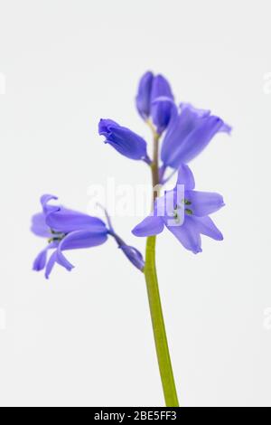 Close up of a white Spanish bluebell (hyacinthoides hispanica) flower ...