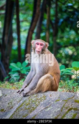 Rhesus monkey sitting on a wood in a country park of Hong Kong Stock ...