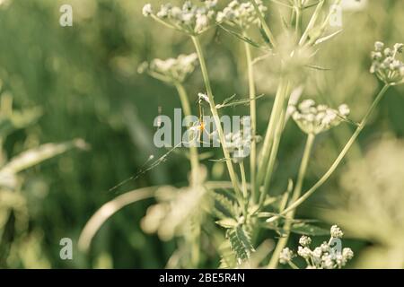 Little spider seats in the spiderweb between white wild flowers. White ...