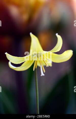 Erythronium 'Jeannine', fawn lily 'Jeannine', yellow flowers om early ...