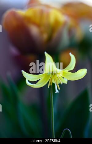 Erythronium 'Jeannine', fawn lily 'Jeannine', yellow flowers om early ...