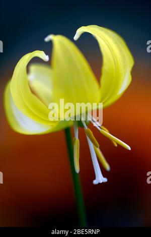 Erythronium 'Jeannine', fawn lily 'Jeannine', yellow flowers om early ...