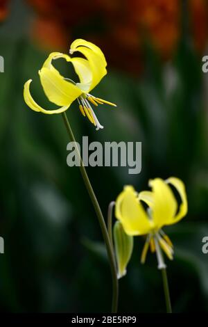 Erythronium 'Jeannine', fawn lily 'Jeannine', yellow flowers om early ...