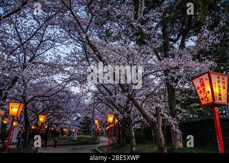 Night time Sakura festival at Koriyama of Nara Stock Photo - Alamy