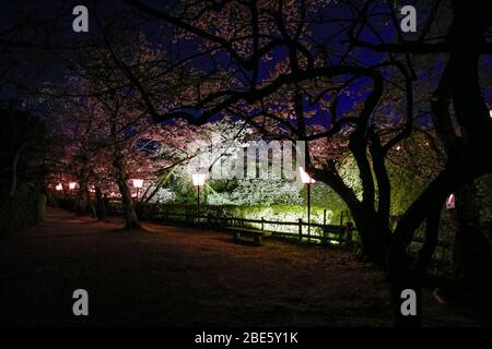 Night time Sakura festival at Koriyama of Nara Stock Photo - Alamy