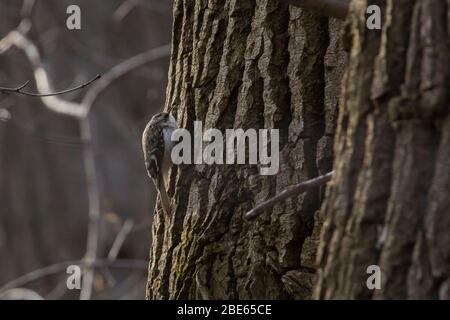 Brown Creeper also known as the American treecreeper Stock Photo - Alamy