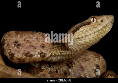 Jumping Pitviper Snake, Atropoides mexicanus, Central American ,jumping ...