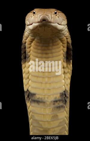 King Cobra snake (Ophiophagus hannah), a poisonous snake native to ...