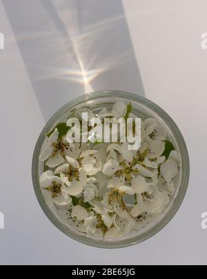 Conference pear blossom Stock Photo - Alamy