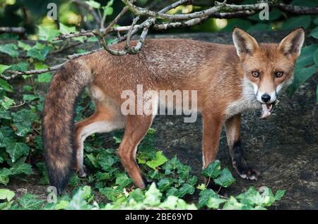Wild Red Fox (Vulpes vulpes) scavenging in a natural woodland forest setting. Peering intently ...