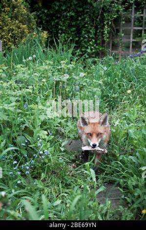 Wild Red Fox (Vulpes vulpes) scavenging in a natural woodland forest setting. Peering intently ...