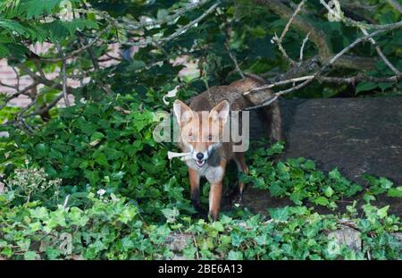 Wild Red Fox (Vulpes vulpes) scavenging in a natural woodland forest setting. Peering intently ...