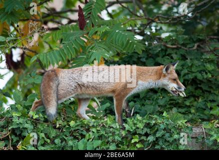 Wild Red Fox (Vulpes vulpes) scavenging in a natural woodland forest setting. Peering intently ...