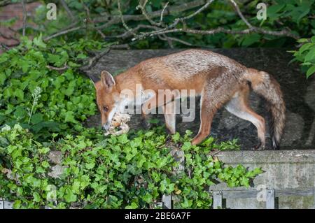 Wild Red Fox (Vulpes vulpes) scavenging in a natural woodland forest setting. Peering intently ...