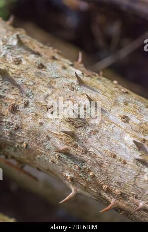 Cut spiny stems of Aralia / Devil's Walking Stick. Either Aralia ...