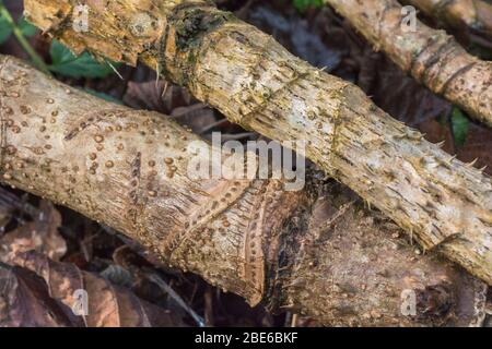 Cut spiny stems of Aralia / Devil's Walking Stick. Either Aralia ...