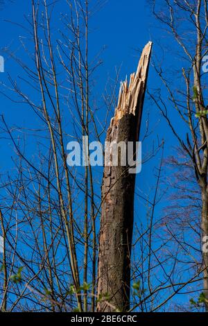 Damaged tree with branch broken off and breaking a wooden fence Stock ...
