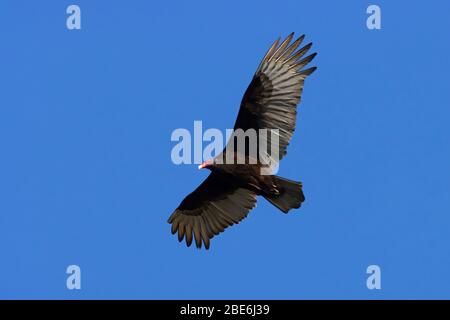 Turkey vulture (Cathartes aura), William Finley National Wildlife ...