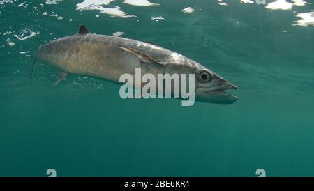 A Kingfish or King Mackerel cruises through waters of the Atlantic ...