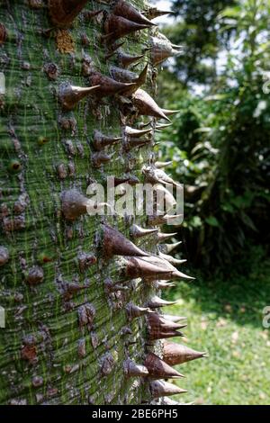 A branch of a silk floss tree,an exotic tree Ceiba speciosa. Chorisia ...