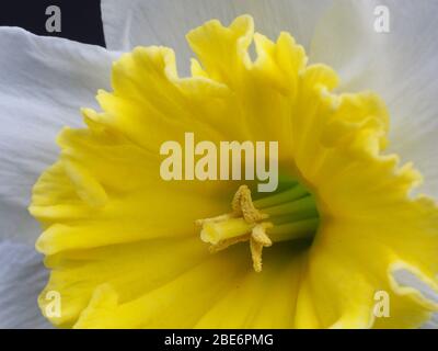 Macro Shot Of Frilly Daffodil Stock Photo - Alamy
