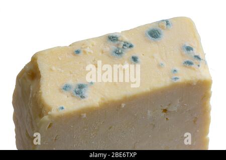 Mold growing on a block of chedder cheese isolated on a white ...
