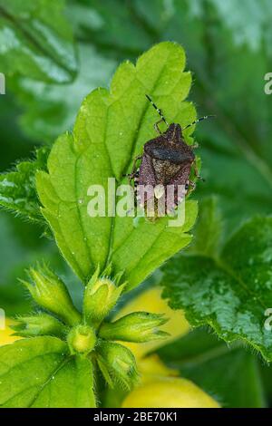 Garden insect dolycoris baccarum in rainbow Stock Photo - Alamy