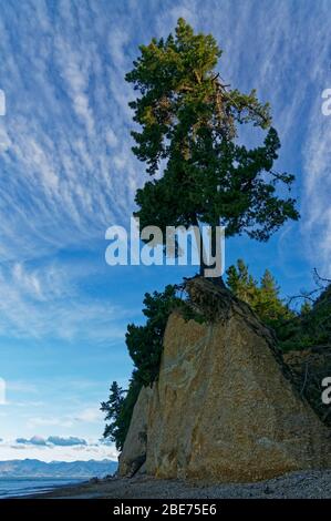 Pine tree hanging on a cliff over Agia Fotia beach, Ierapetra, Lasithi ...