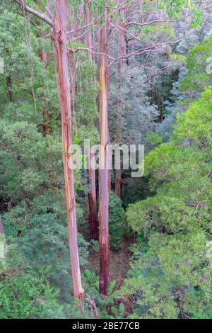 Typical Australian forest canopy with eucalyptus and palm trees ...