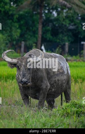 Singular cow in field Stock Photo - Alamy