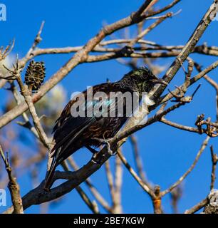 Closeup New Zealand flax flower showing detail against blue sky with ...
