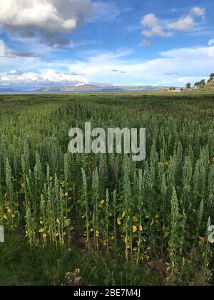 quinoa field at the andean plateau field near to Lake Titicaca which is ...