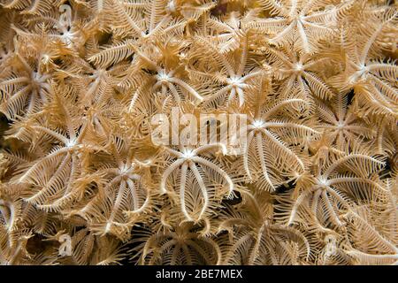Soft coral polyps, Anthelia glauca, Anilao, Batangas, Philippines ...