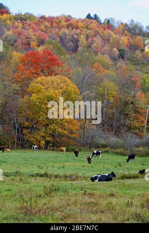 Autumn scene with cows in Delaware County NY Stock Photo - Alamy