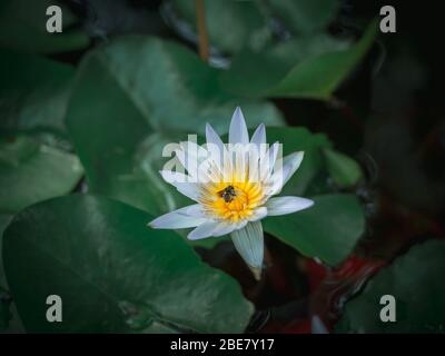 Lotus flower with bugs in the pond Stock Photo - Alamy