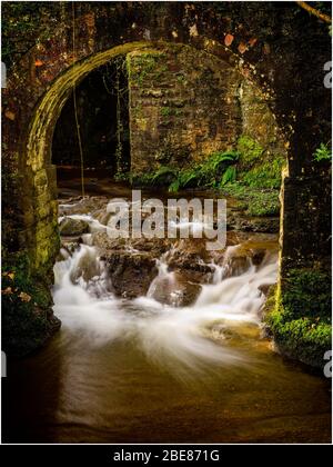 Autumn leaves hanging over a moss-covered fallen log in a forest ...
