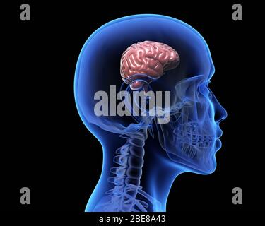 3D illustration of a human brain within head silhouette, titled as ...