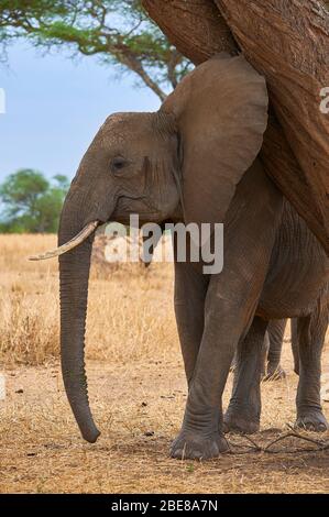 Elephant, scrubbing at a tree Stock Photo - Alamy