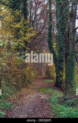 Overgrown pathway in wood covered in trees and sunshine Stock Photo - Alamy
