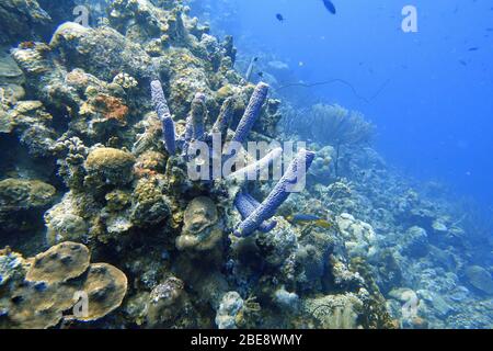 Callyspongia vaginalis, known as the branching vase sponge is a ...